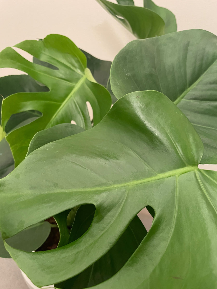 Monstera Deliciosa (14cm pot) – Barvas&James